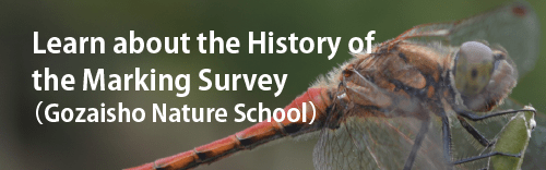 The Four Seasons of Mt. Gozaisho: Summer | Gozaisho Ropeway